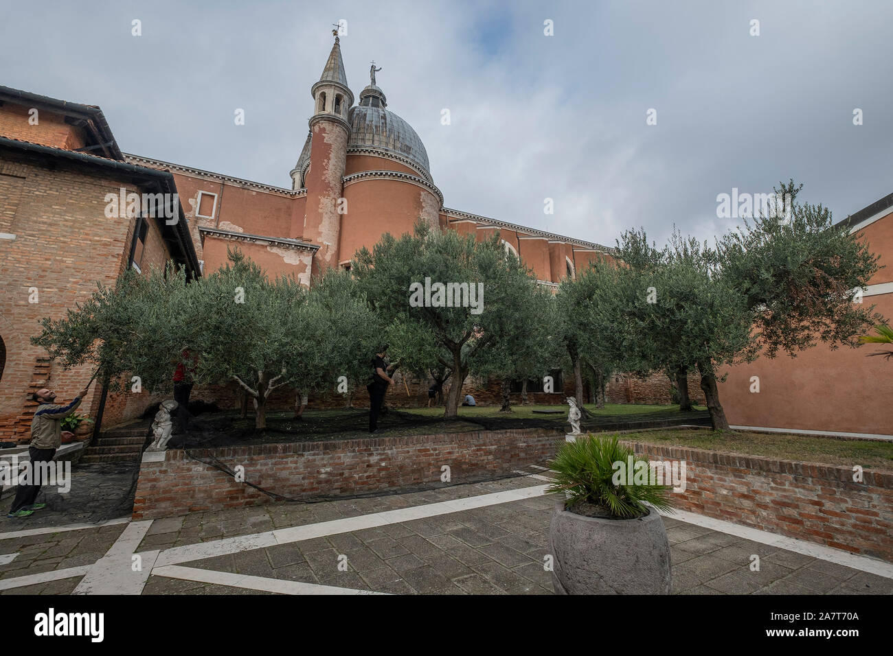 VENICE, ITALY - OCTOBER 23: The Cappuccini Friars collects olives in ...