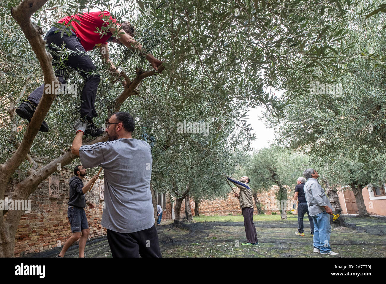 VENICE, ITALY - OCTOBER 23: The Cappuccini Friars collects olives in ...