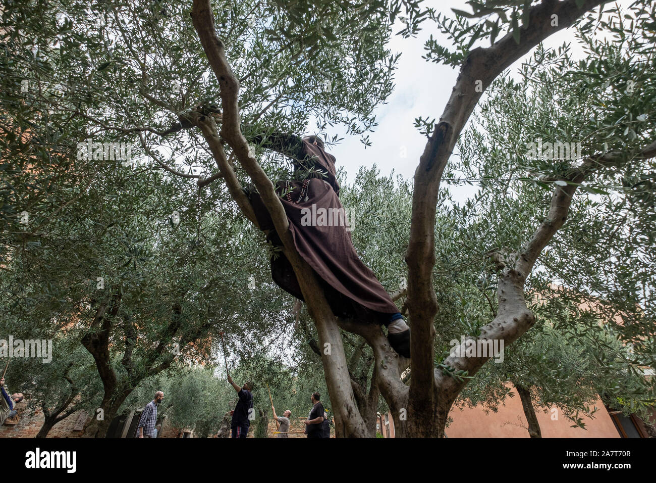 VENICE, ITALY - OCTOBER 23: The Cappuccini Friars collects olives in ...