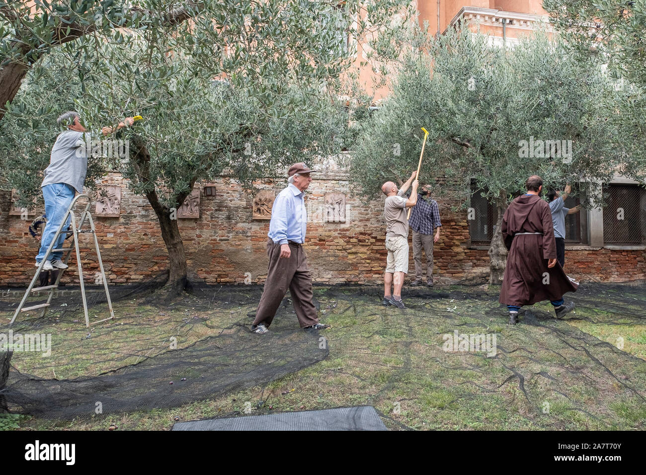 VENICE, ITALY - OCTOBER 23: The Cappuccini Friars collects olives in ...