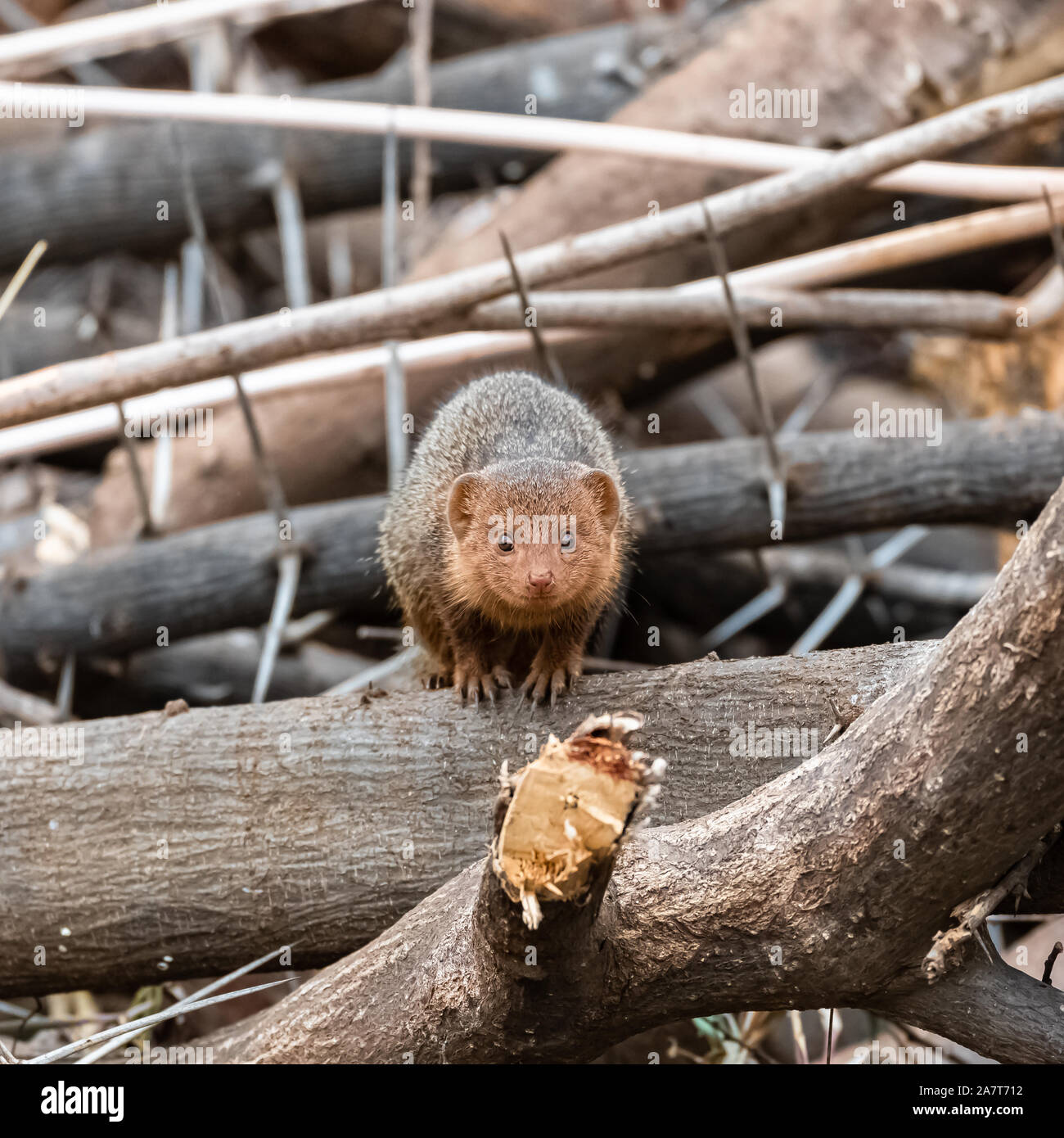 common dwarf mongoose in Africa, Helogale parvula, funny animal ...