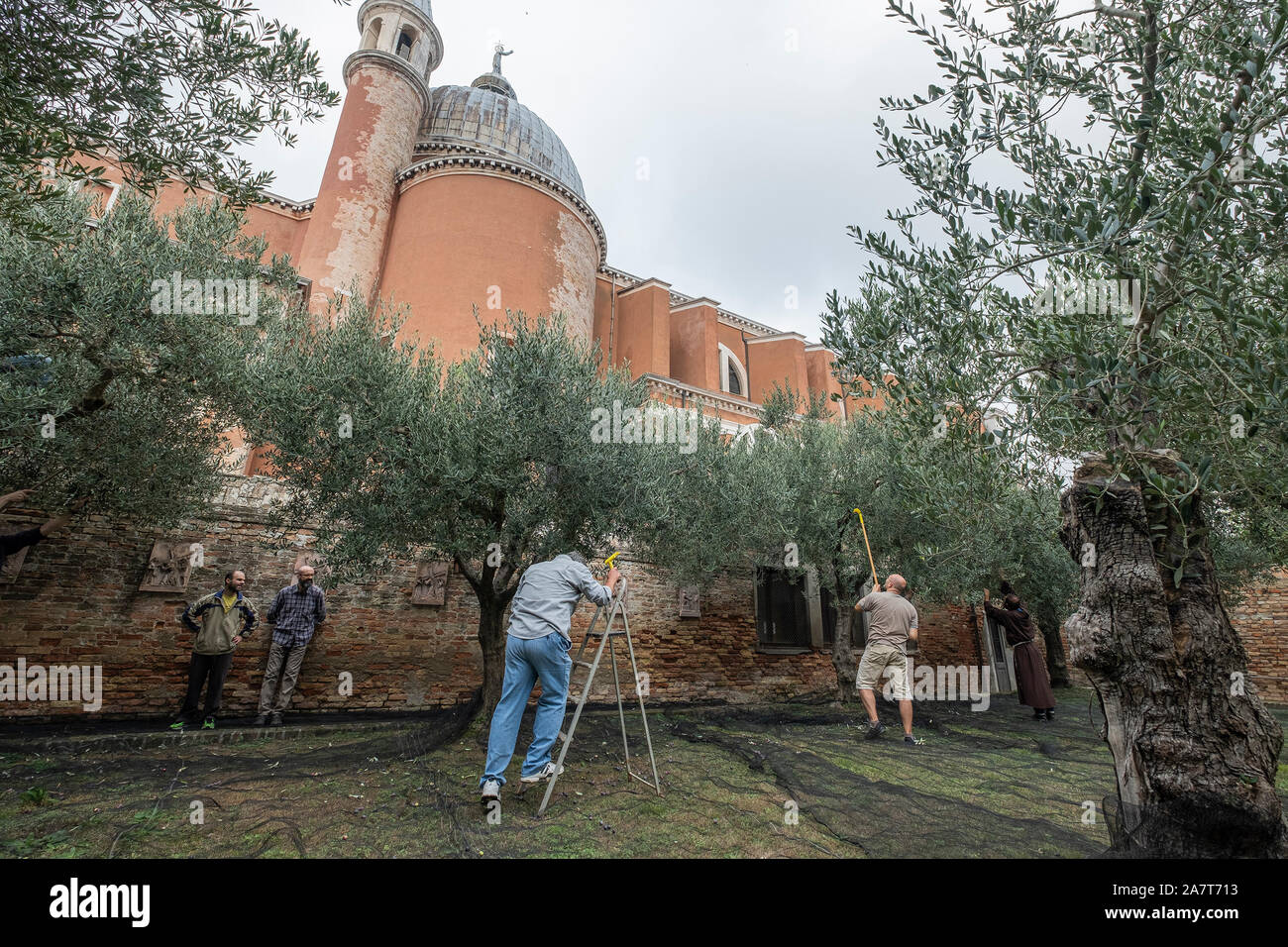 VENICE, ITALY - OCTOBER 23: The Cappuccini Friars collects olives in ...