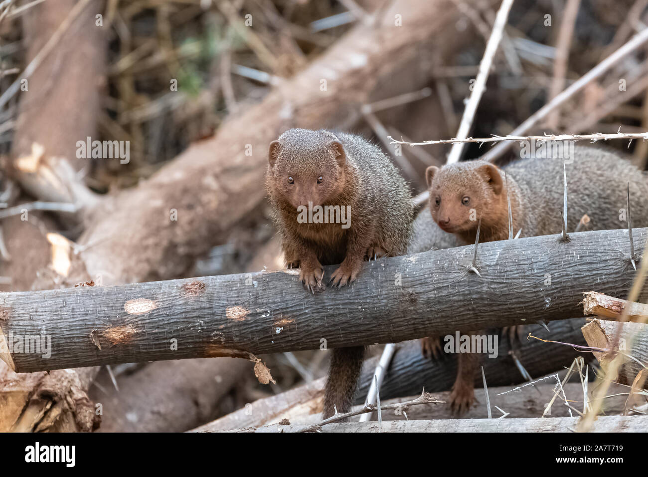 common dwarf mongoose in Africa, Helogale parvula, funny animal ...