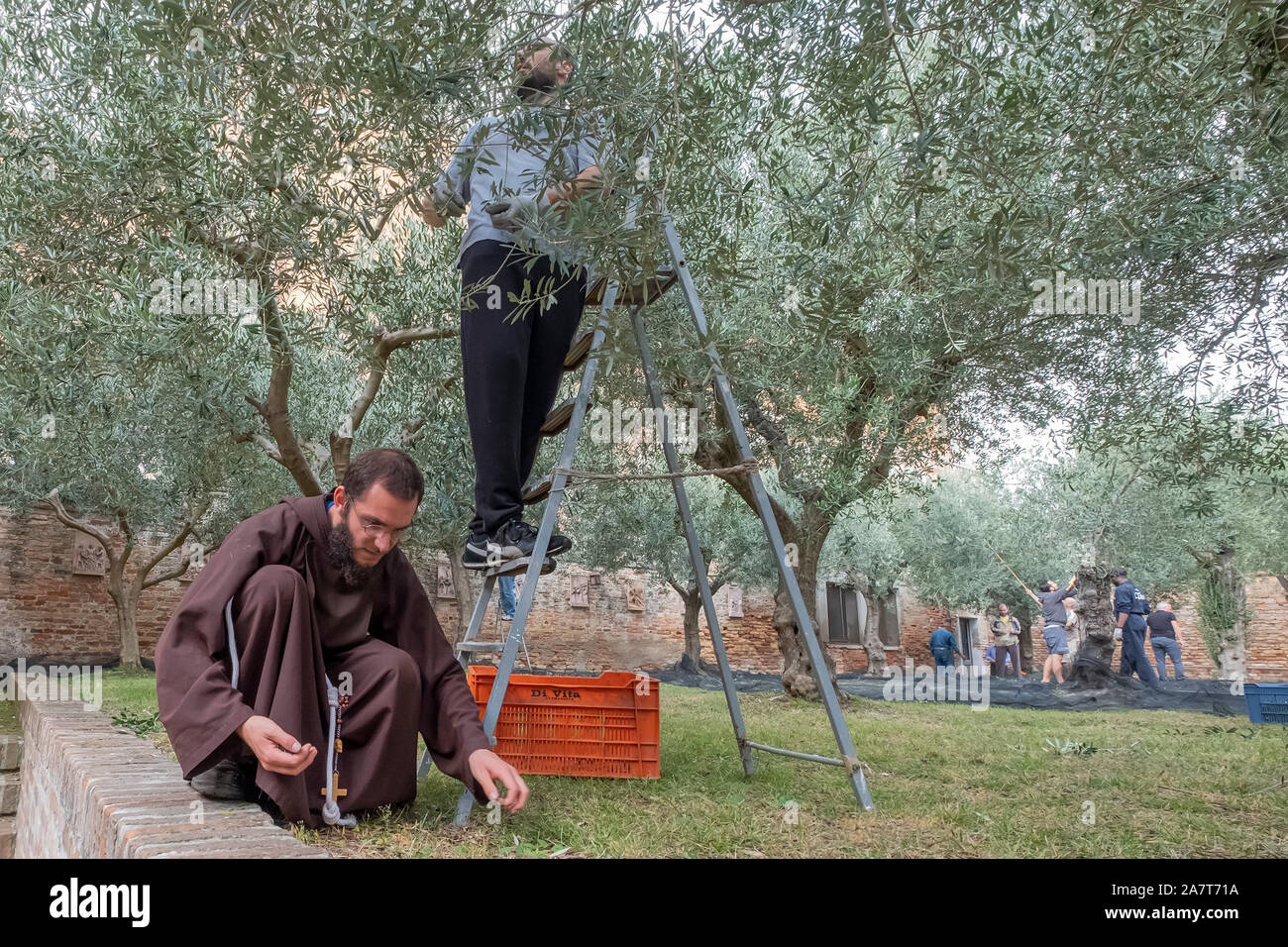 VENICE, ITALY - OCTOBER 23: The Cappuccini Friars collects olives in ...