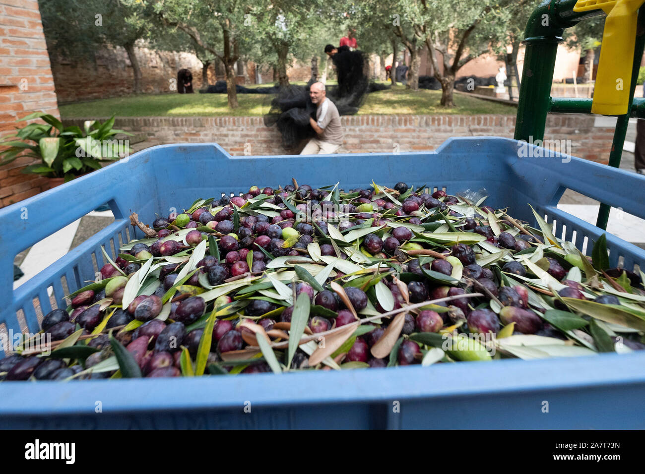 VENICE, ITALY - OCTOBER 23: The Cappuccini Friars collects olives in ...