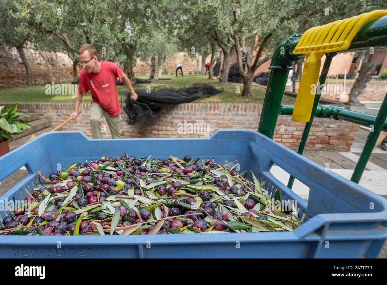 VENICE, ITALY - OCTOBER 23: The Cappuccini Friars collects olives in ...