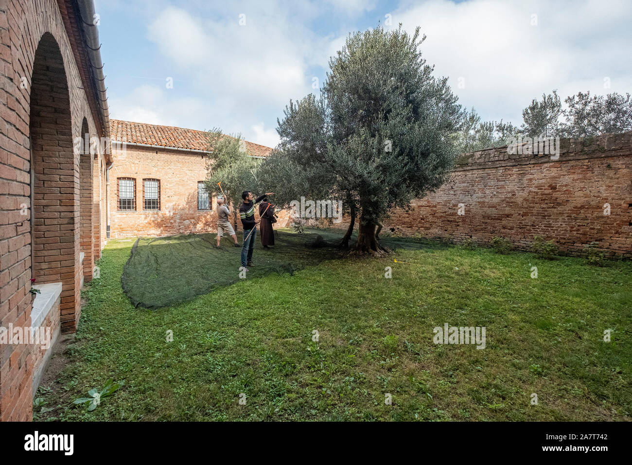 VENICE, ITALY - OCTOBER 23: The Cappuccini Friars collects olives in ...