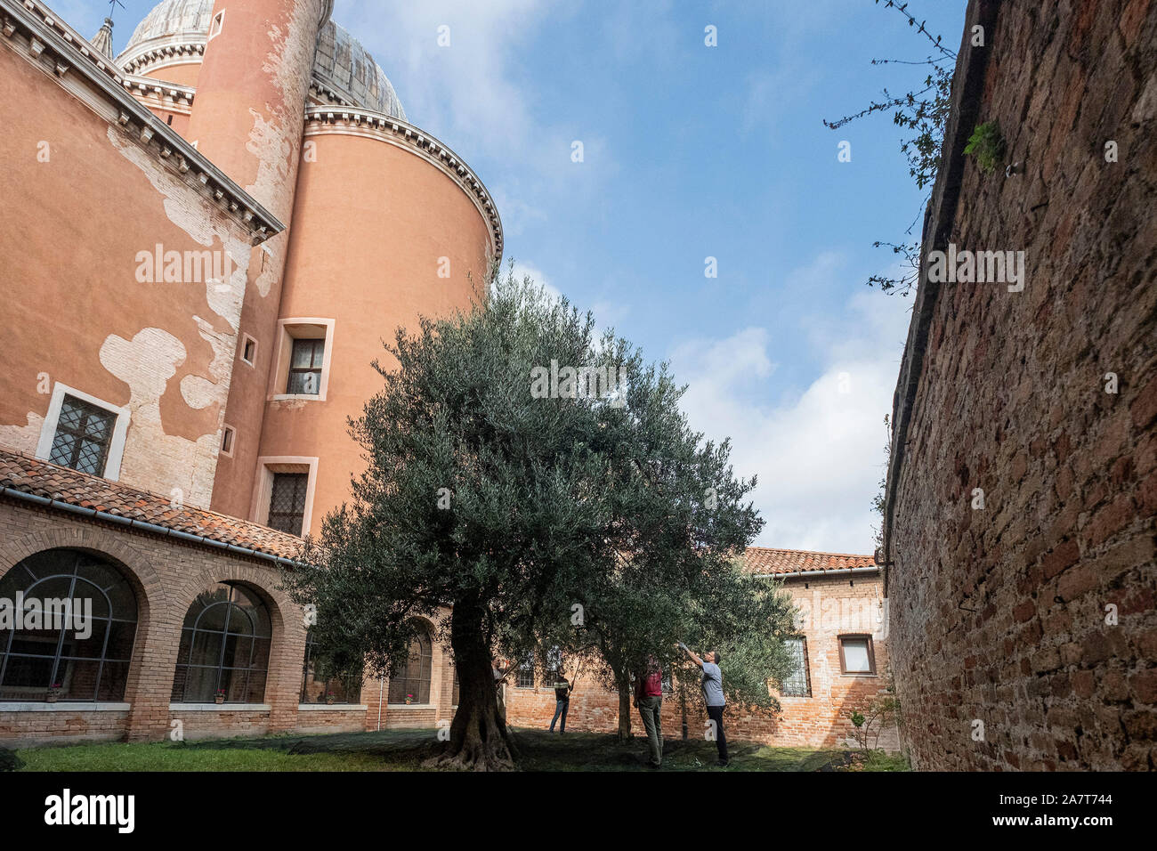 VENICE, ITALY - OCTOBER 23: The Cappuccini Friars collects olives in ...
