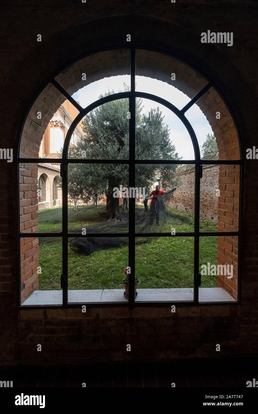 VENICE, ITALY - OCTOBER 23: The Cappuccini Friars collects olives in ...