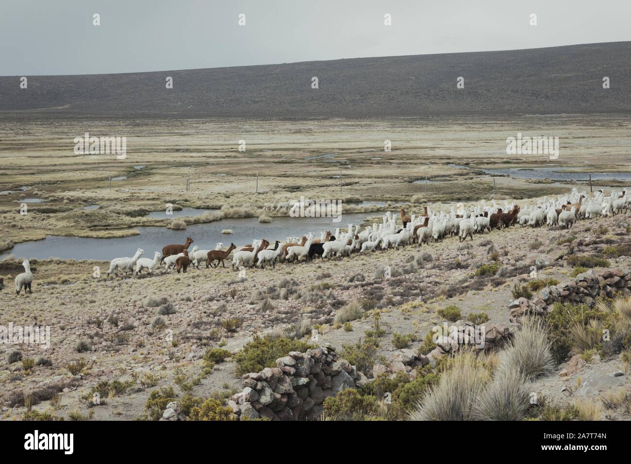 Herd llamas sheep hi-res stock photography and images - Alamy