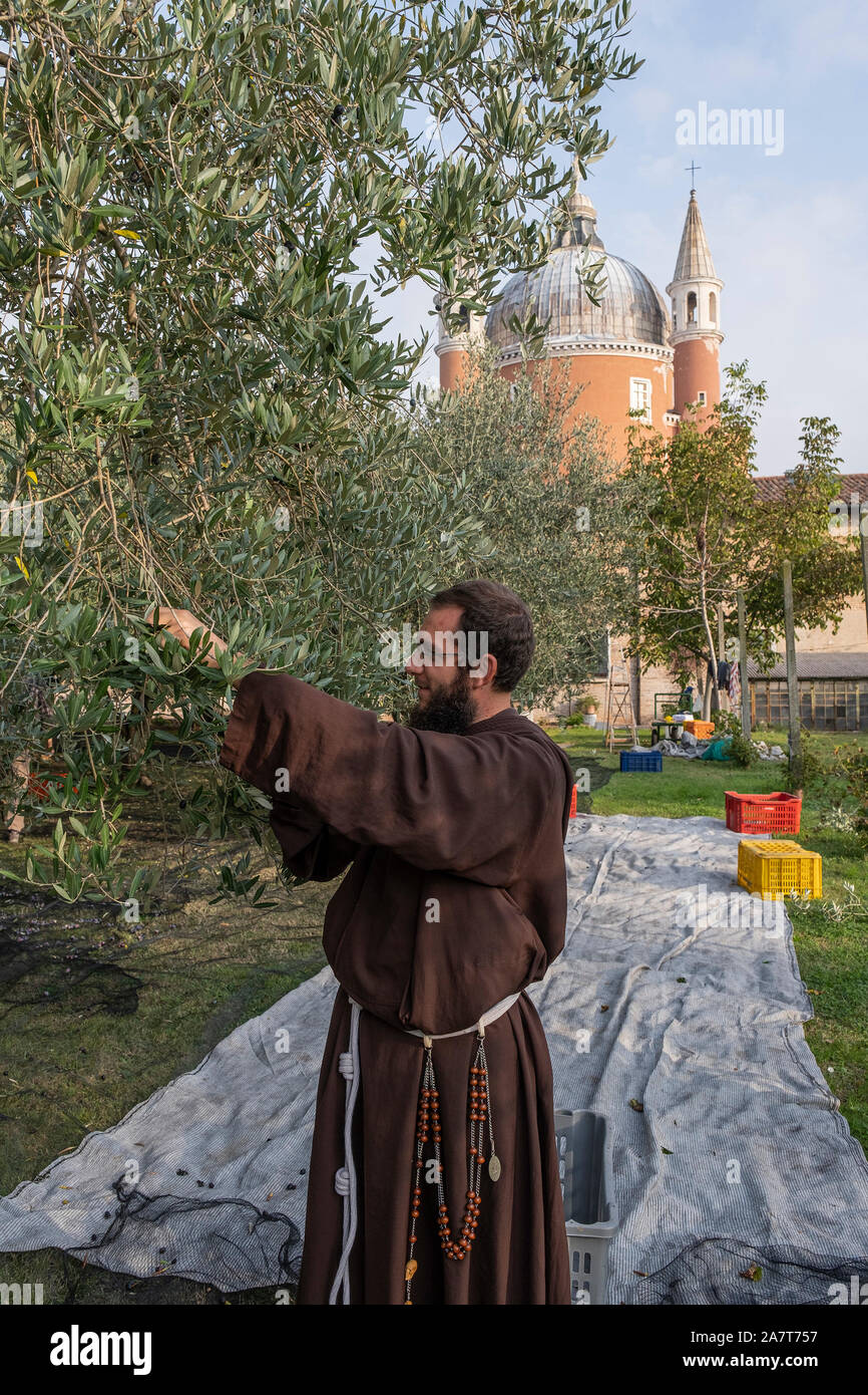 VENICE, ITALY - OCTOBER 23: The Cappuccini Friars collects olives in ...