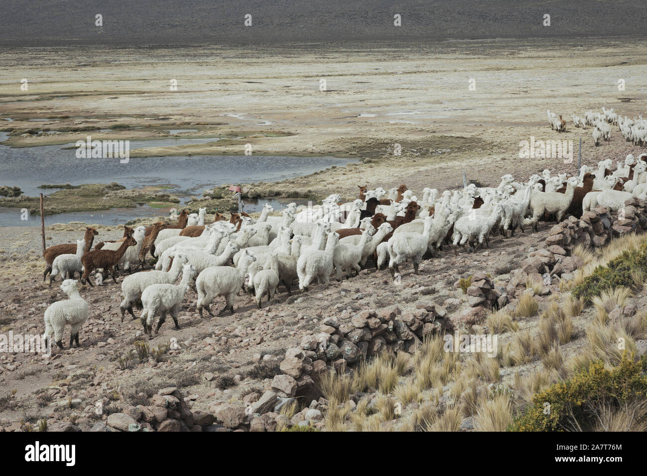 a herd of llamas and sheep in the Peruvian meadows Stock Photo - Alamy