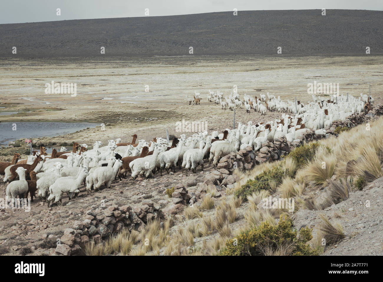 Herd llamas sheep hi-res stock photography and images - Alamy
