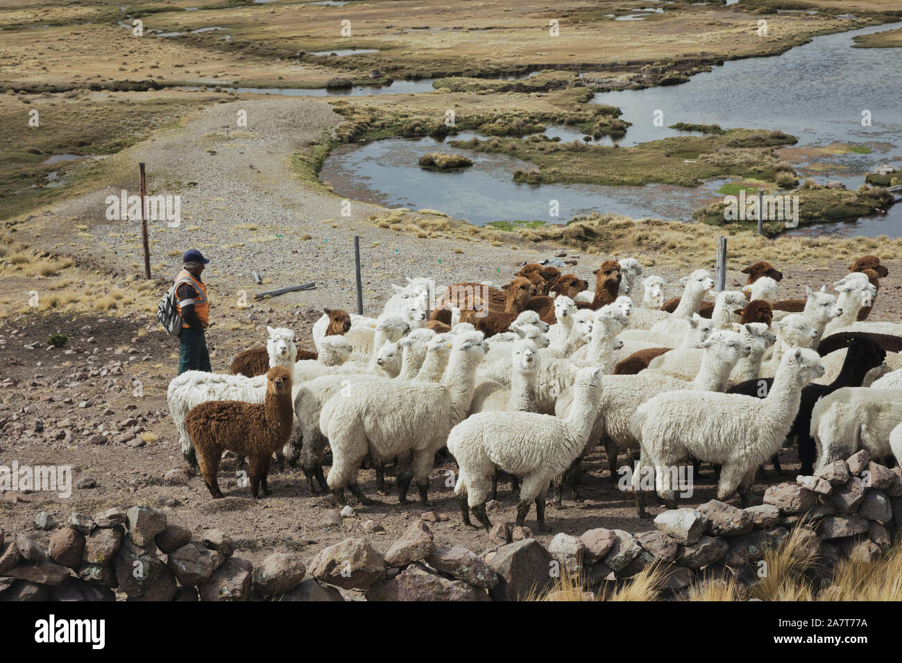 a herd of llamas and sheep in the Peruvian meadows Stock Photo - Alamy