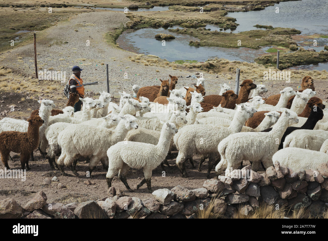 a herd of llamas and sheep in the Peruvian meadows Stock Photo - Alamy