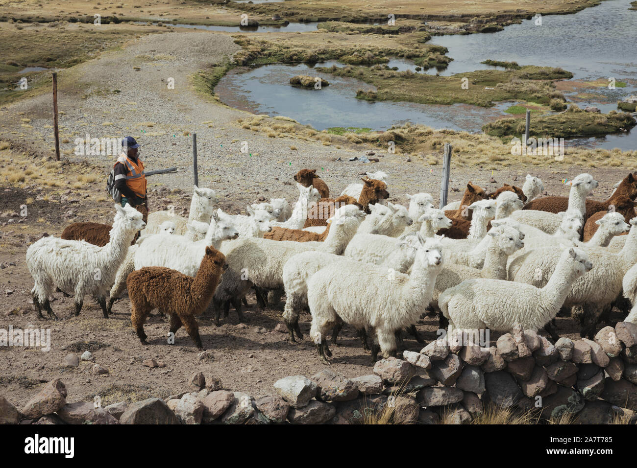 Herd llamas sheep hi-res stock photography and images - Alamy