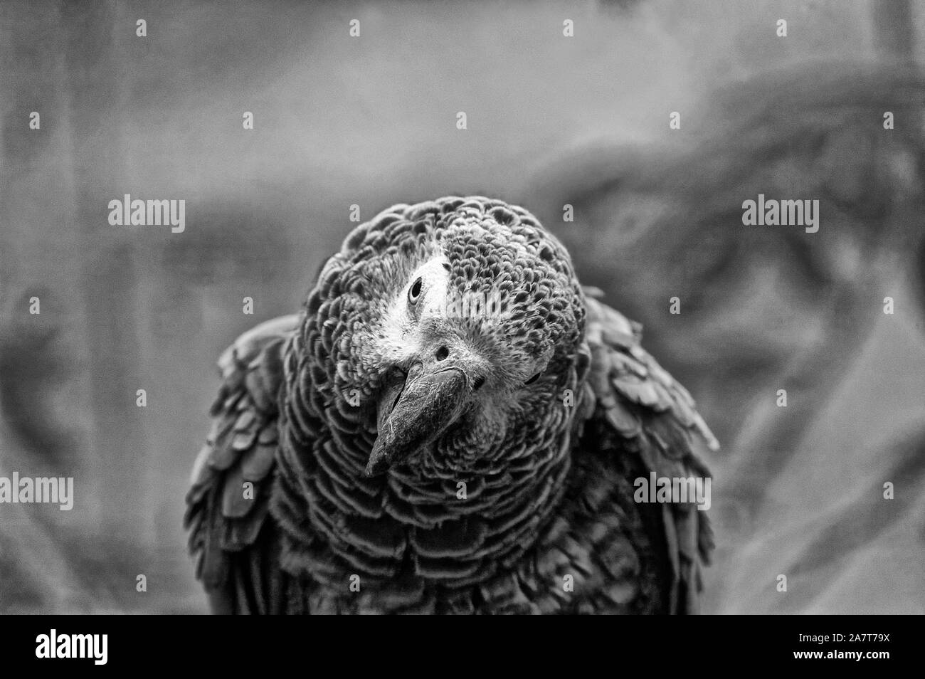 Parrot jaco hi-res stock photography and images - Alamy