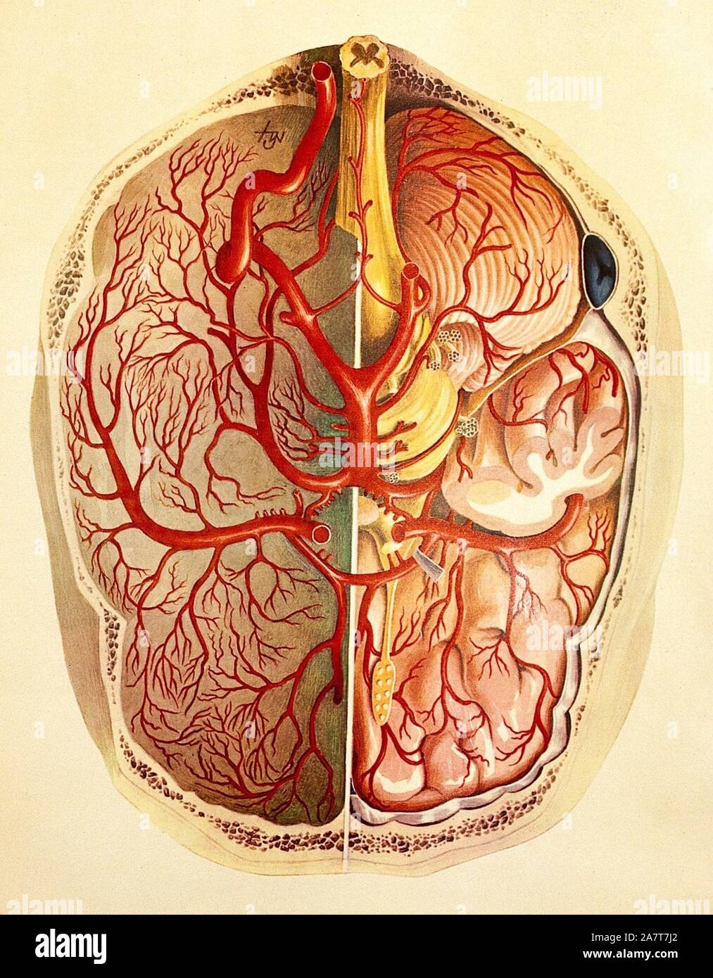 Posterior view of the brain hi-res stock photography and images - Alamy