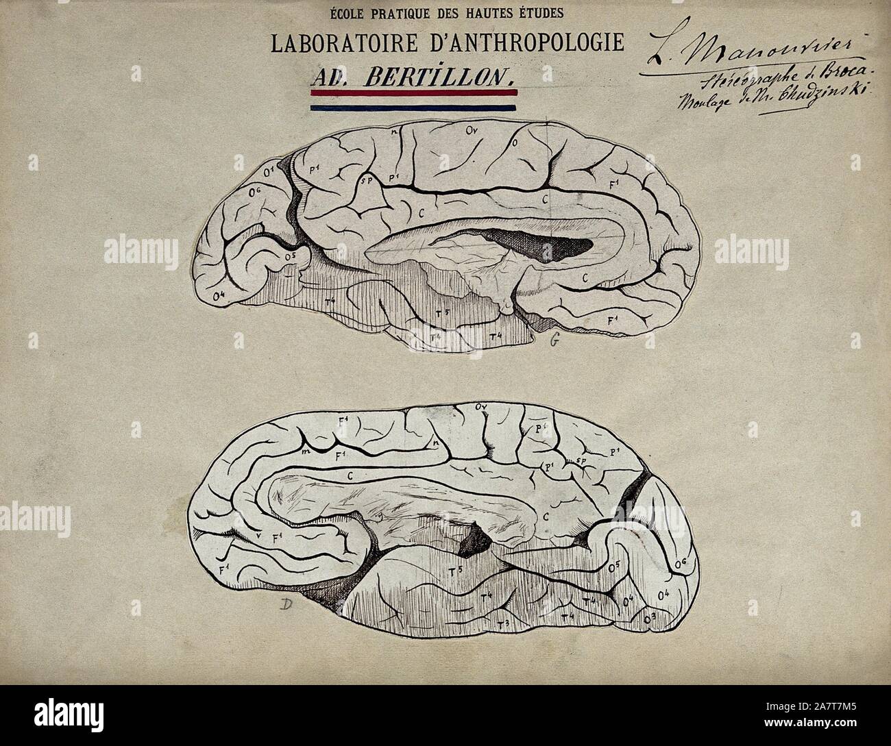 Human Brain Sections Diagram High Resolution Stock Photography and ...