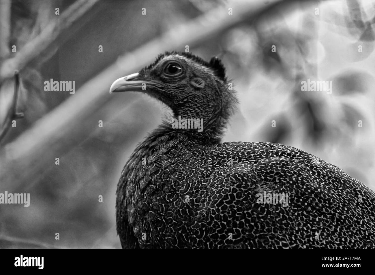 Argus images hi-res stock photography and images - Alamy
