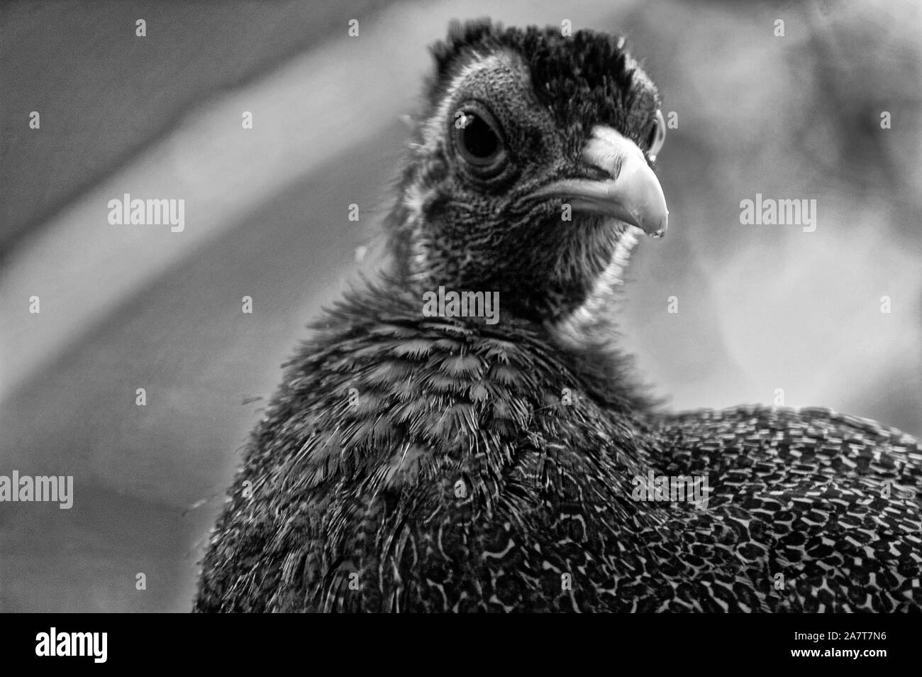 Argus images hi-res stock photography and images - Alamy
