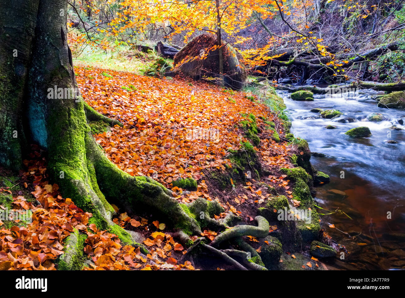 River running through autumn woods at Gradbach, Peak District National ...