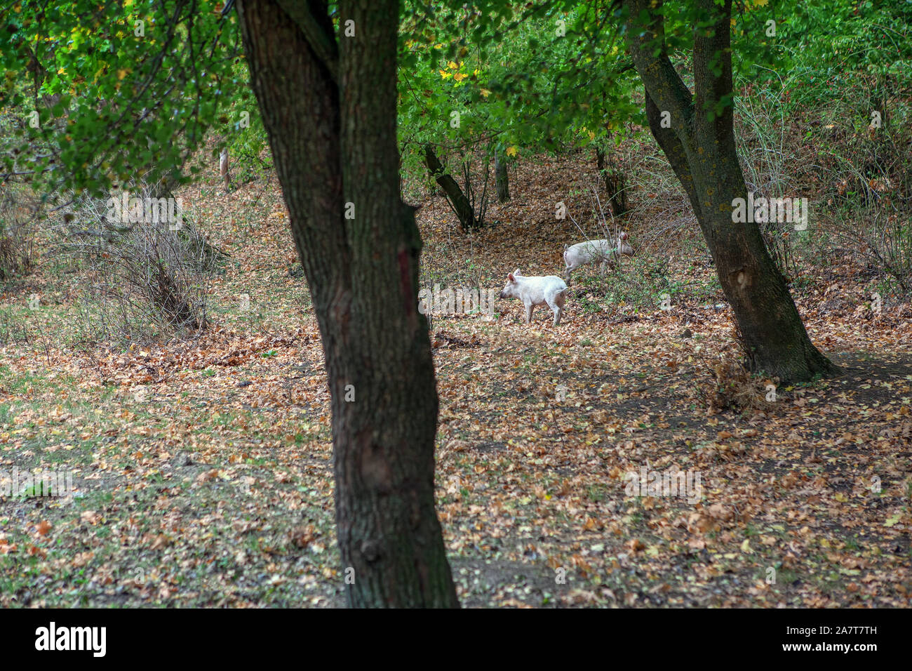 pink pigs running through the forest Stock Photo - Alamy