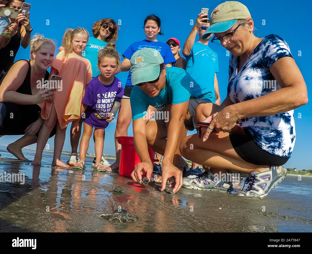 Releasing sea turtles hi-res stock photography and images - Alamy