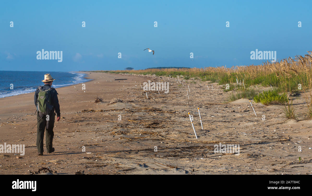 Looking for sea turtle nest on Bull Island in South Carolina Stock ...