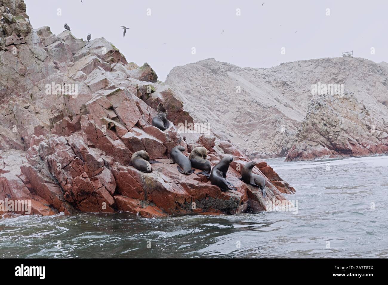 Ballestas islands with birds, seals and sea lions, Peru Stock Photo - Alamy