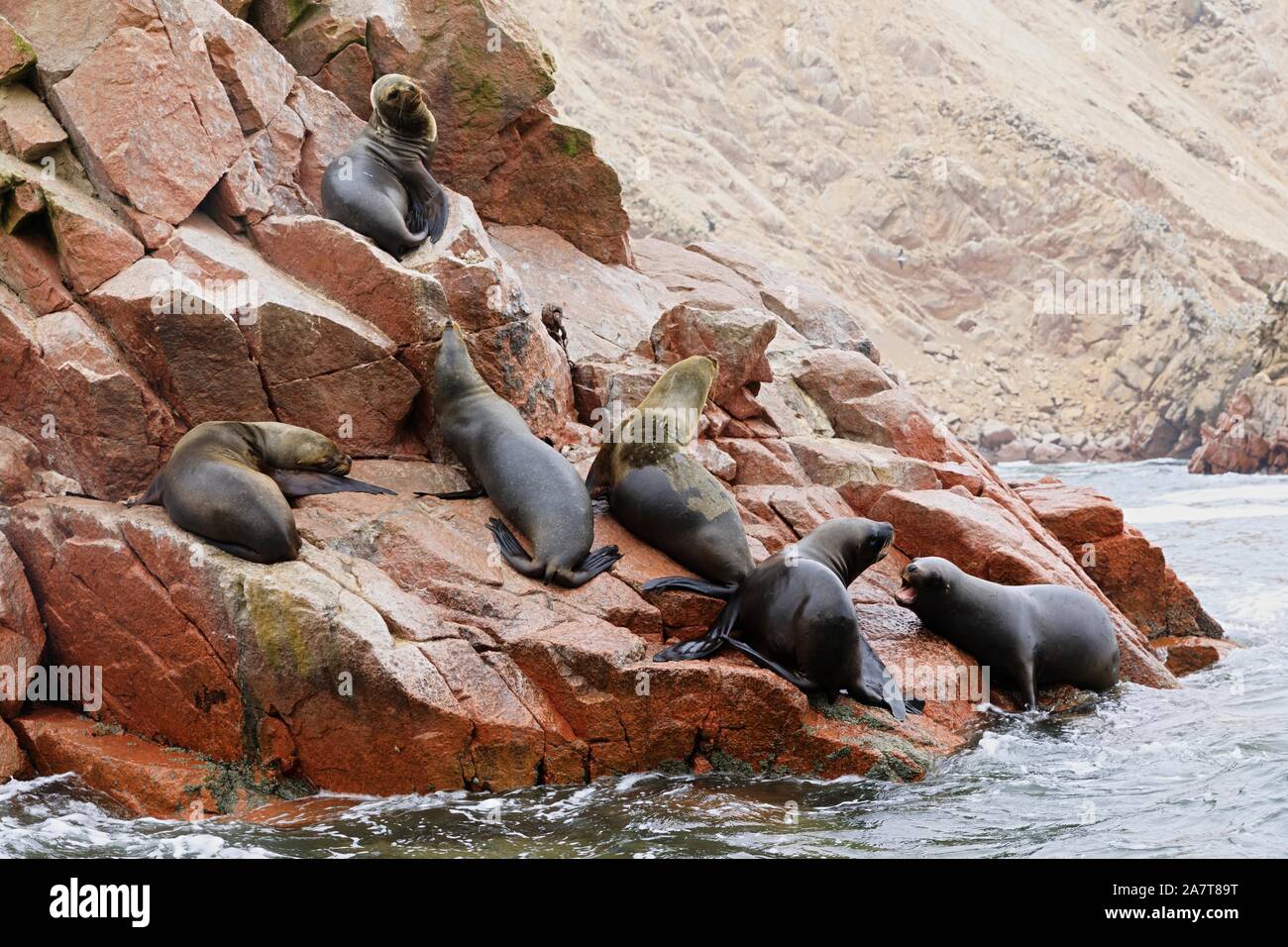 Ballestas islands with birds, seals and sea lions, Peru Stock Photo - Alamy