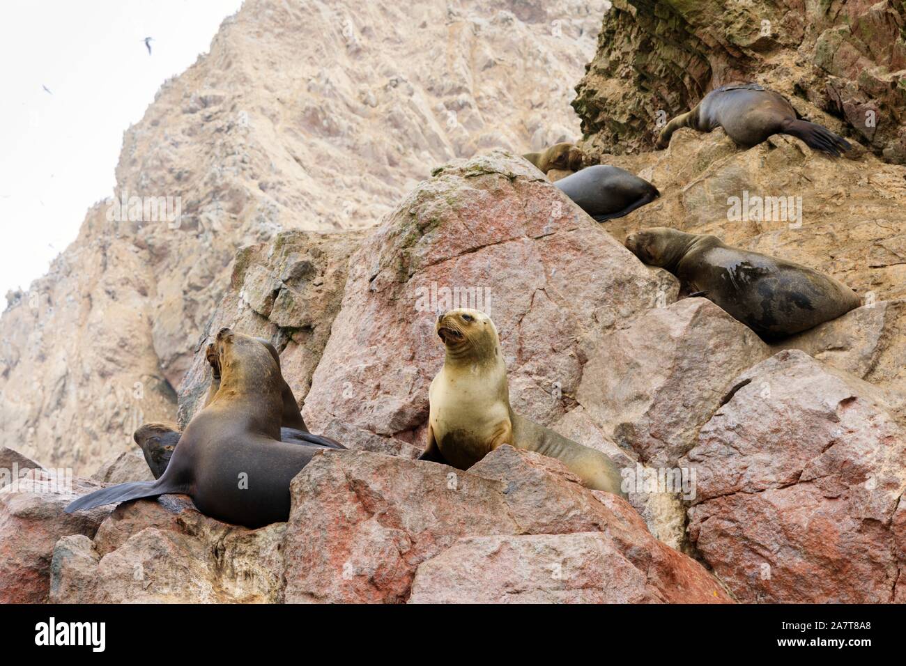 Ballestas islands with birds, seals and sea lions, Peru Stock Photo - Alamy