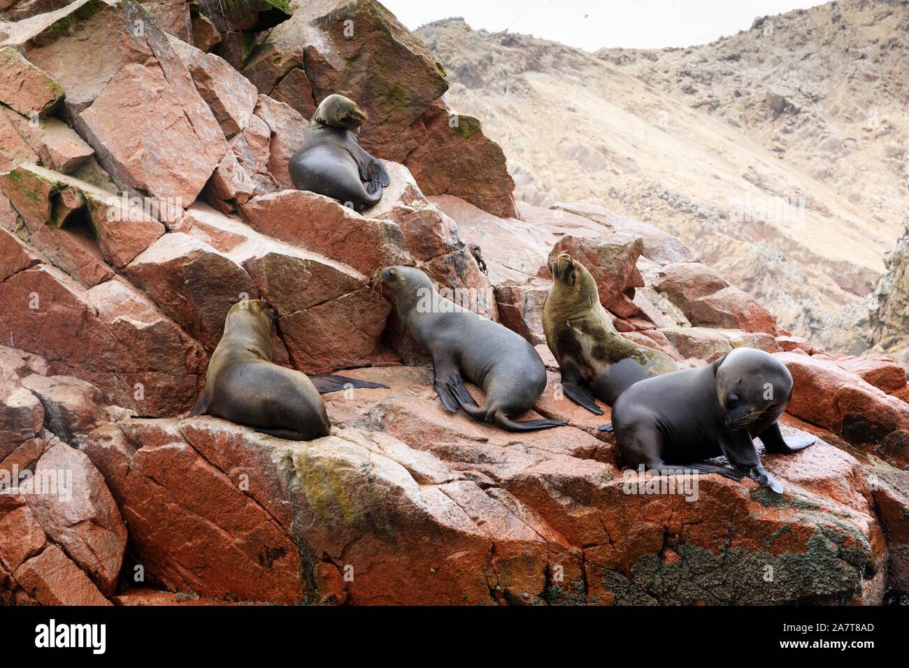 Ballestas islands with birds, seals and sea lions, Peru Stock Photo - Alamy