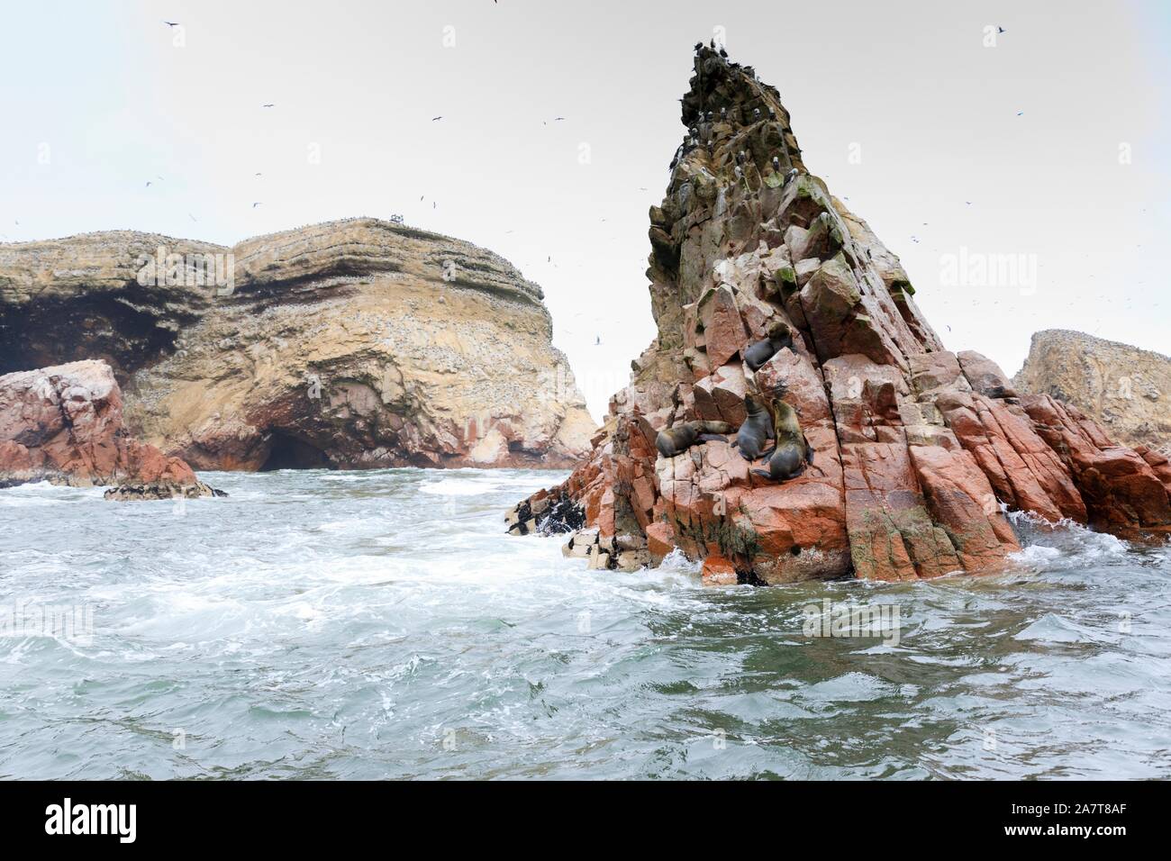 Ballestas islands with birds, seals and sea lions, Peru Stock Photo - Alamy