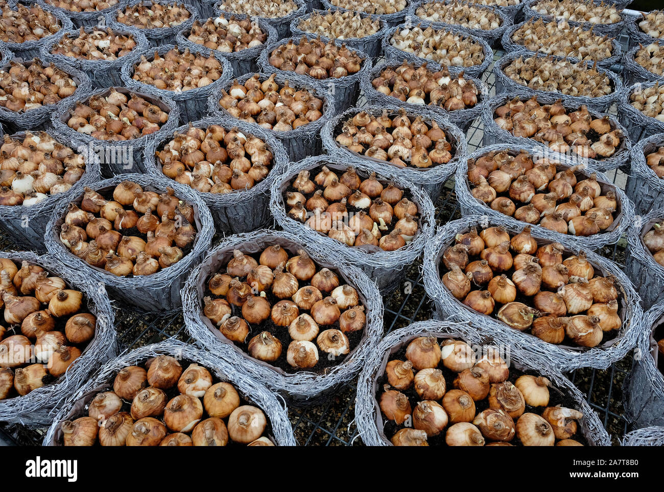 spring flower bulbs in containers, norfolk, england Stock Photo - Alamy