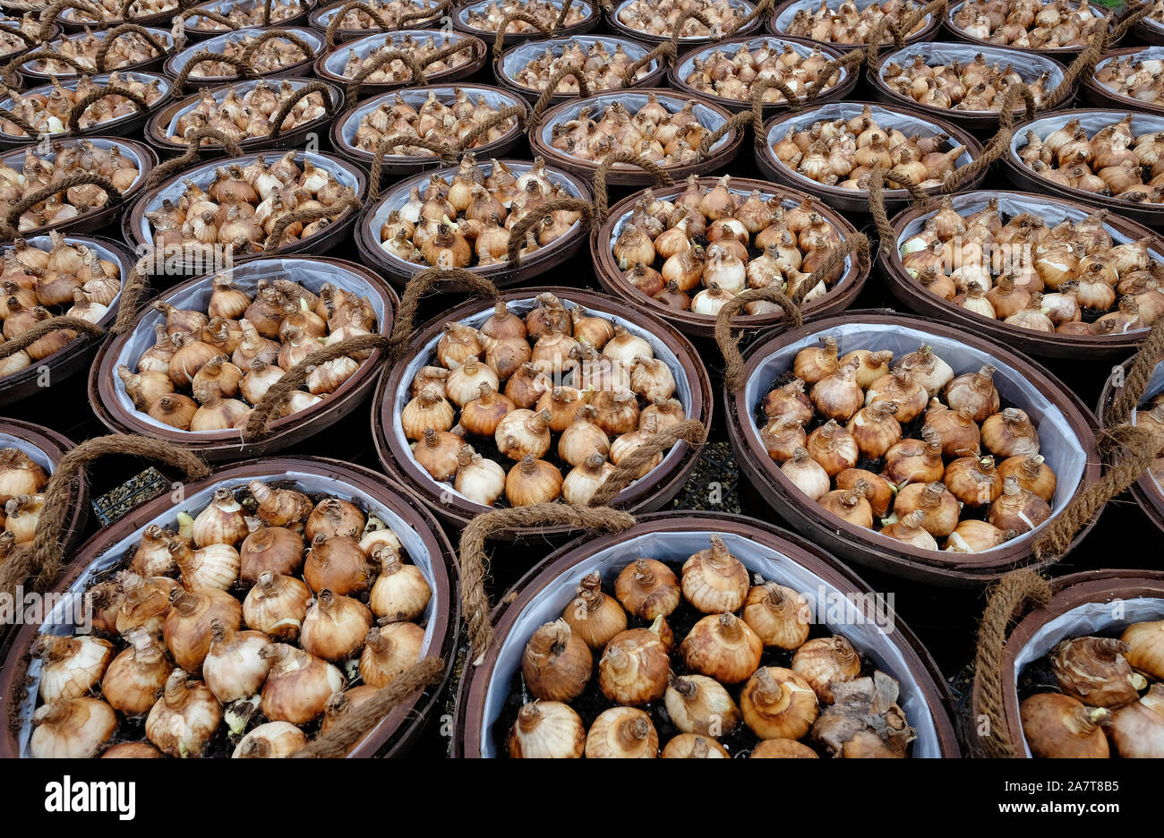 spring flower bulbs in containers, norfolk, england Stock Photo - Alamy