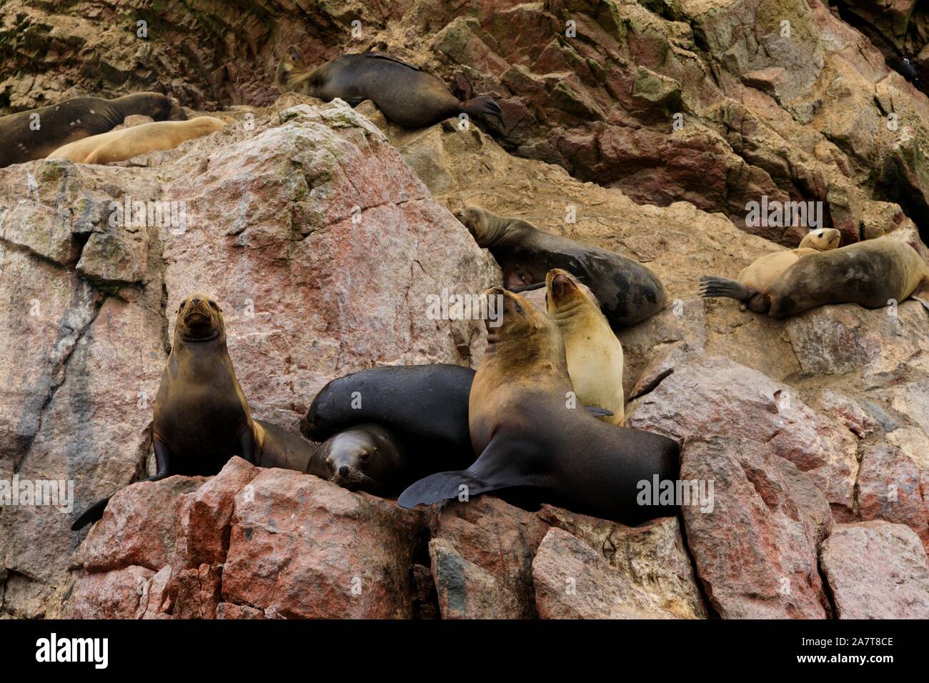 Ballestas islands with birds, seals and sea lions, Peru Stock Photo - Alamy