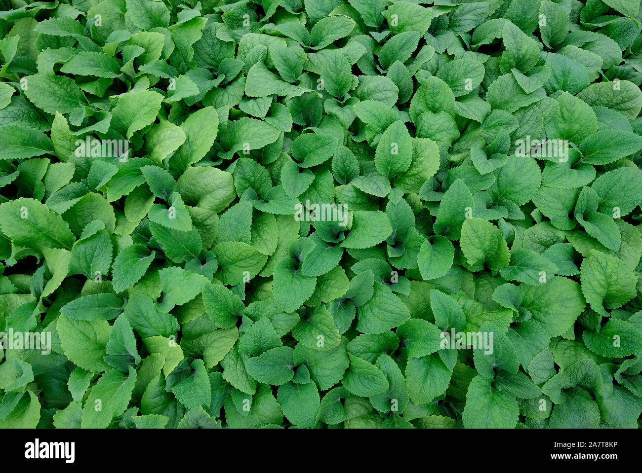 Natural background leaves plants hi-res stock photography and images ...
