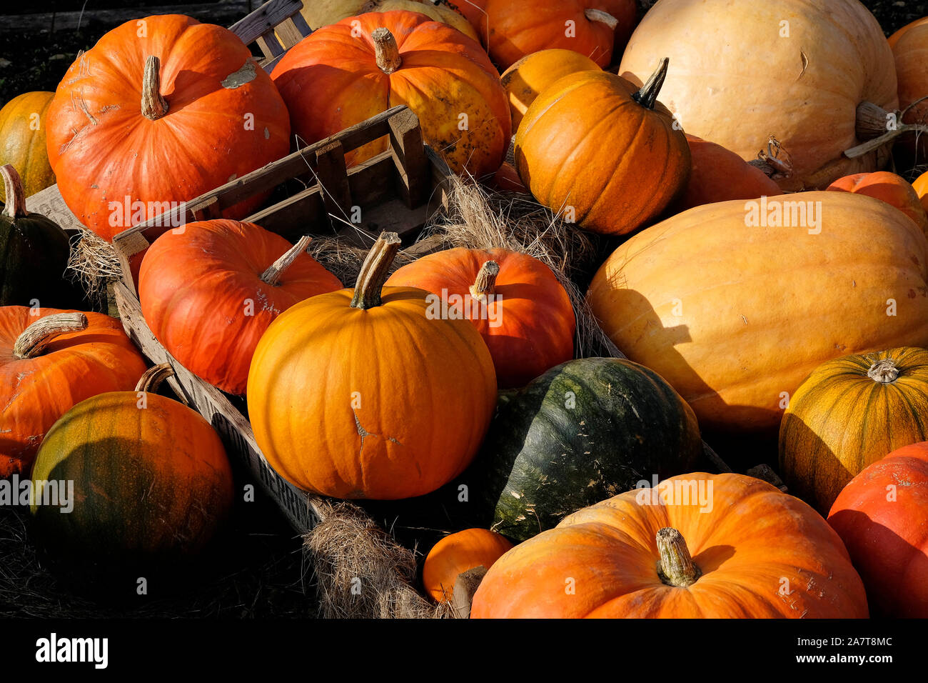 Kent pumpkin hi-res stock photography and images - Alamy