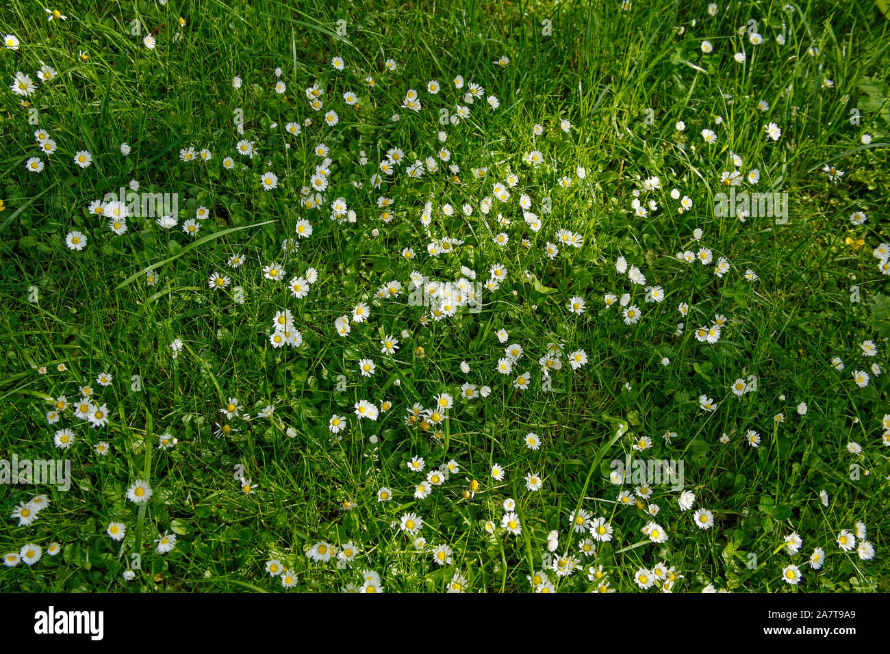 daisy flowers in a lush grass background Stock Photo - Alamy