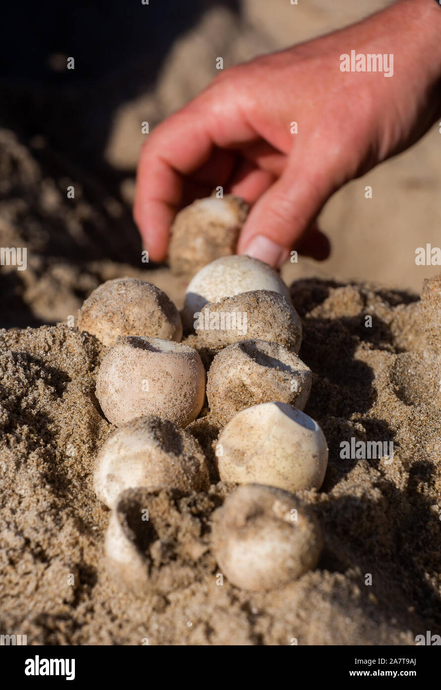 Looking for sea turtle nest on Bull Island in South Carolina Stock ...