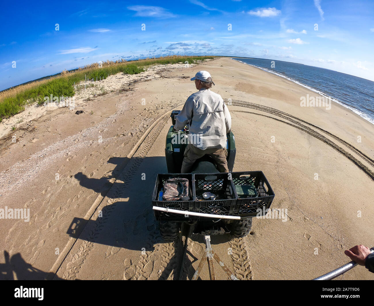 Looking for sea turtle nest on Bull Island in South Carolina Stock ...