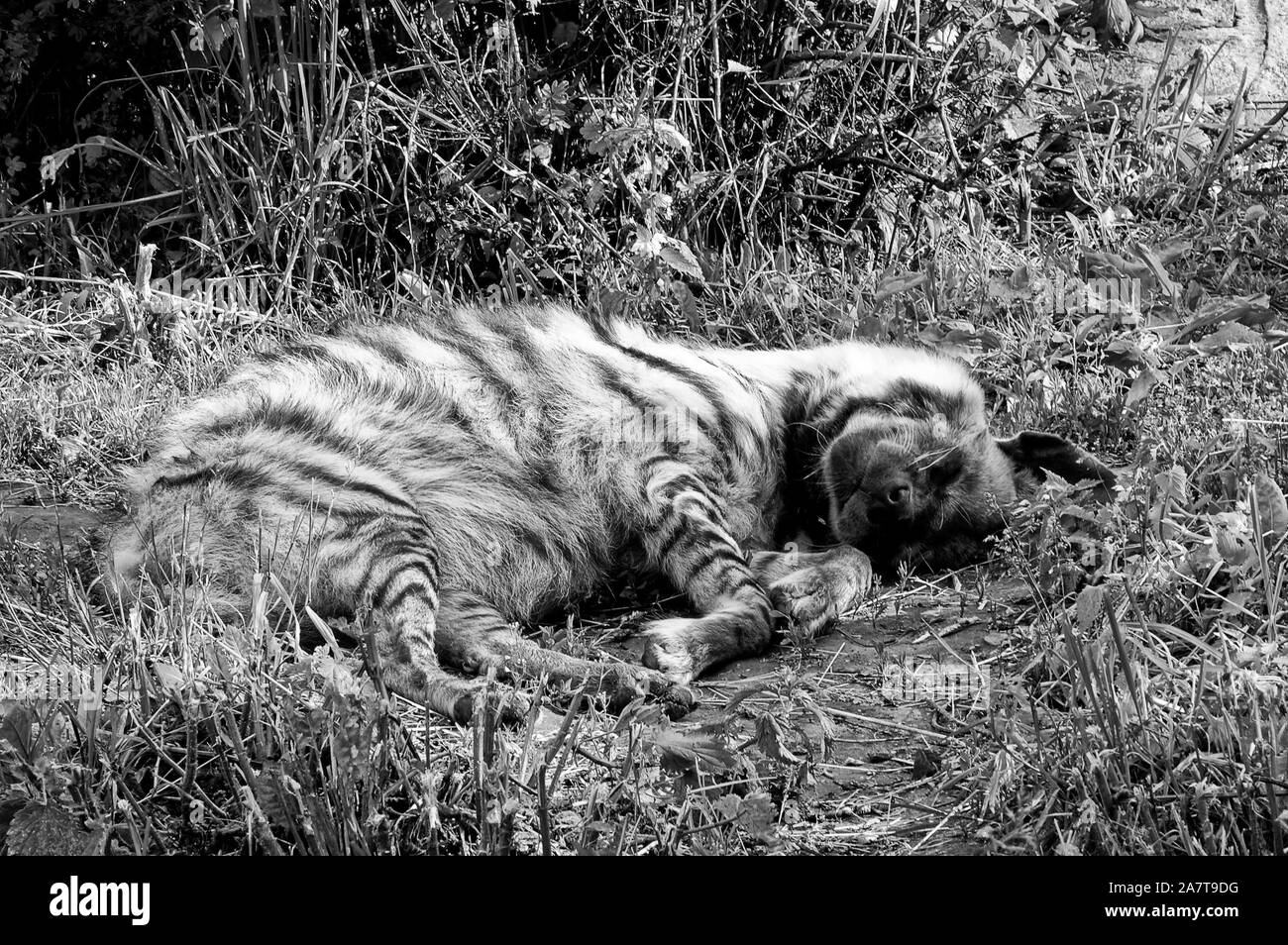 Hyena Black and White Stock Photos & Images - Alamy