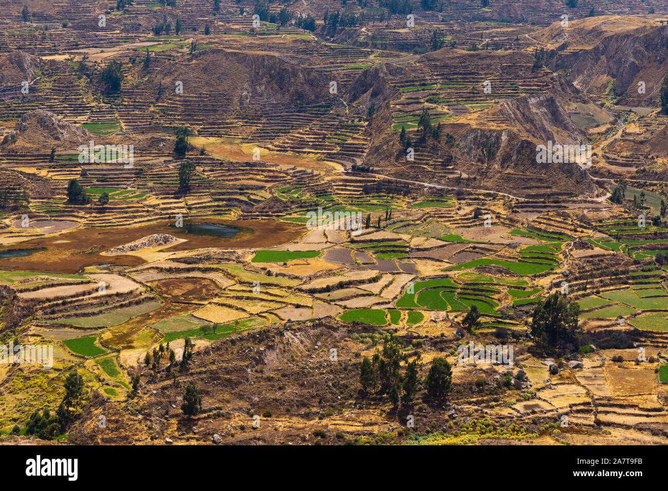 The Colca Canyon is a canyon of the Colca River in southern Peru ...