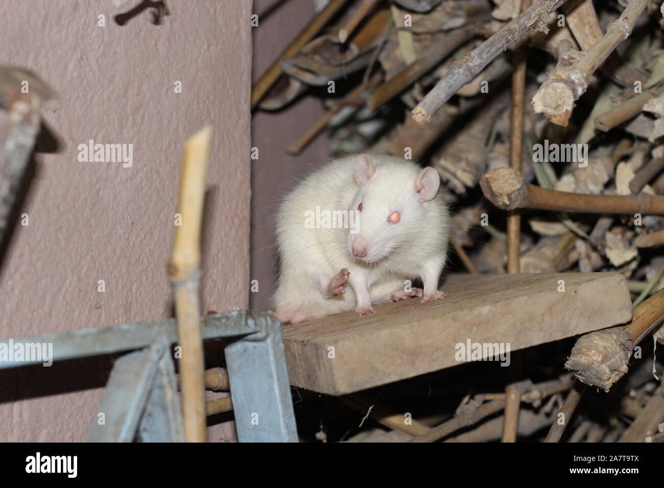 White Rat at night in the house Stock Photo - Alamy