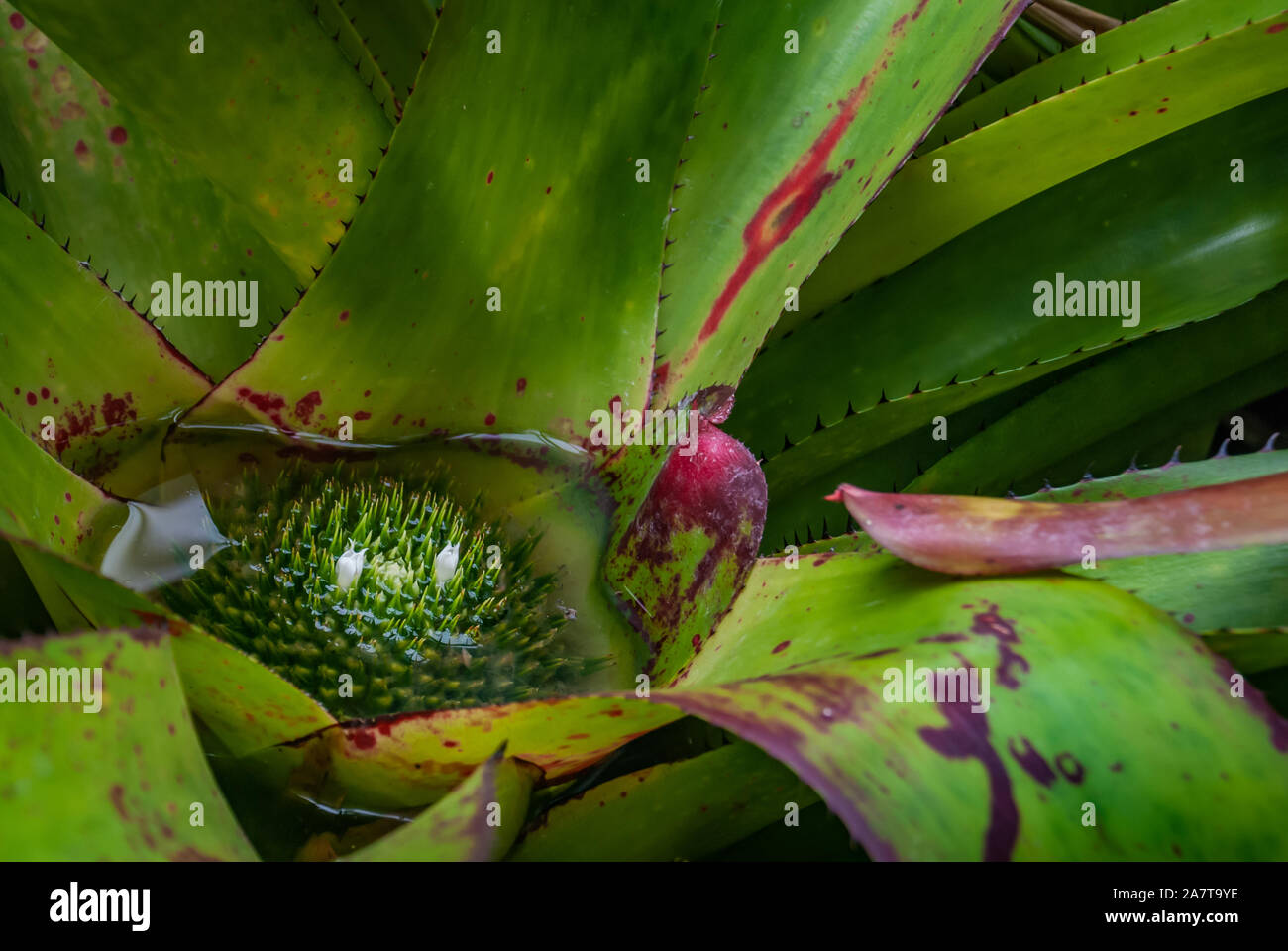 Neoregelia king of kings hi-res stock photography and images - Alamy