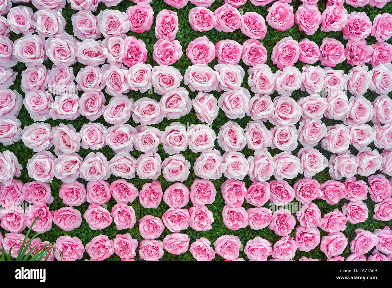 Pink artificial flowers on a wall. May use like background Stock Photo ...