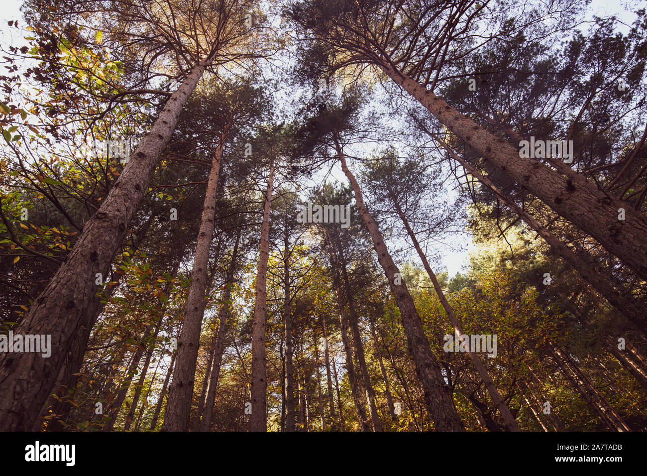Ligurian forest trees photographed from below Stock Photo - Alamy