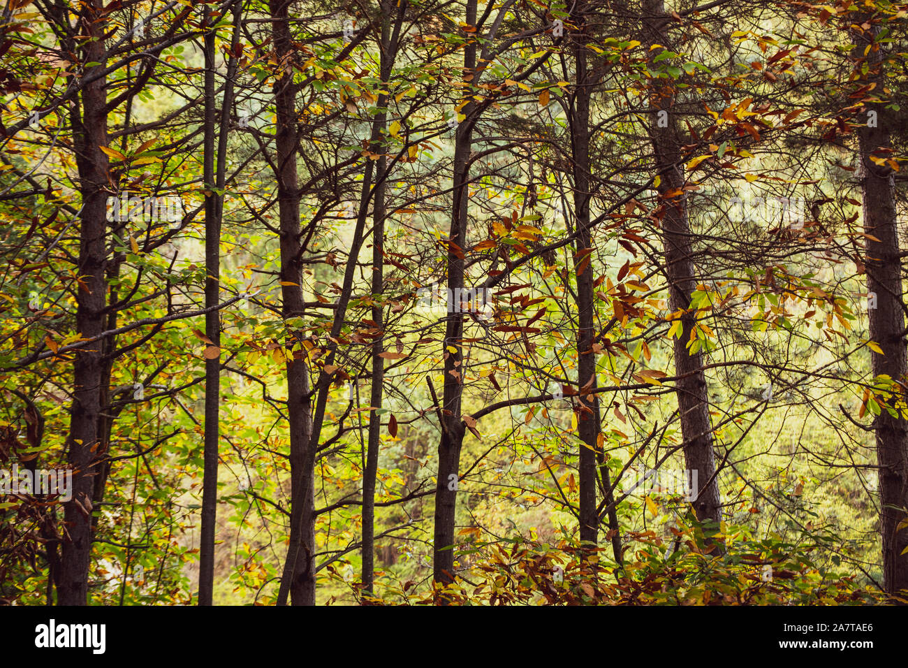 photographed trees of the Ligurian forest with frontal framing Stock ...