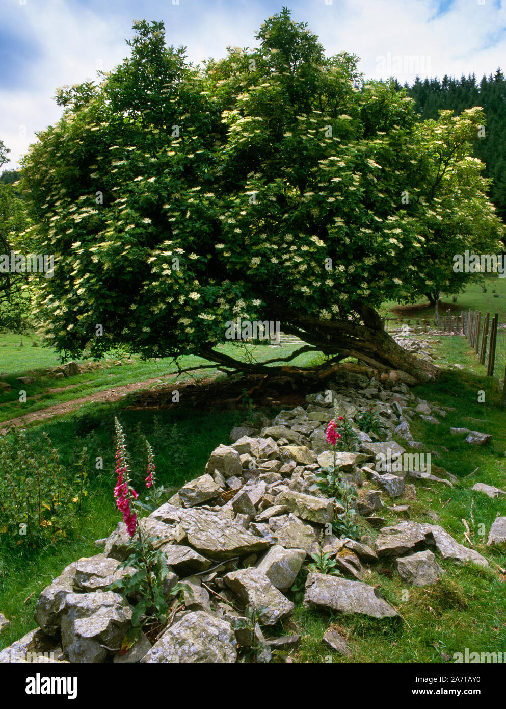 Brithdir mawr hi-res stock photography and images - Alamy